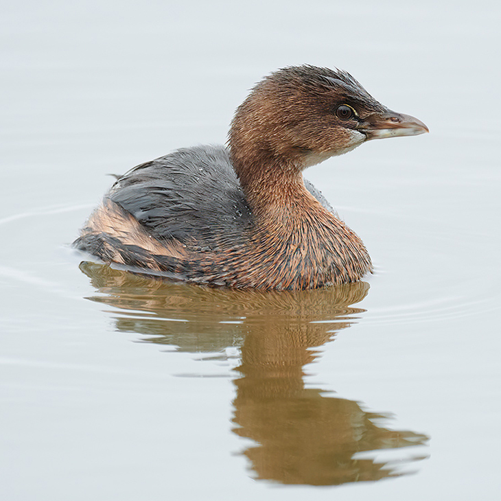 Birds of Arkansas - 428 species