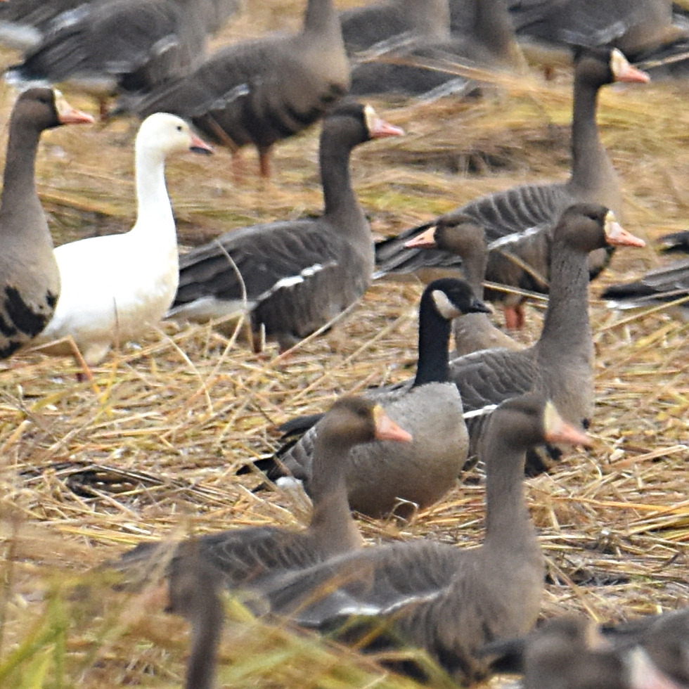 Birds of Arkansas - 428 species