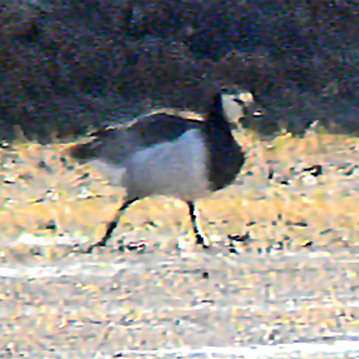 Birds of Arkansas - 428 species