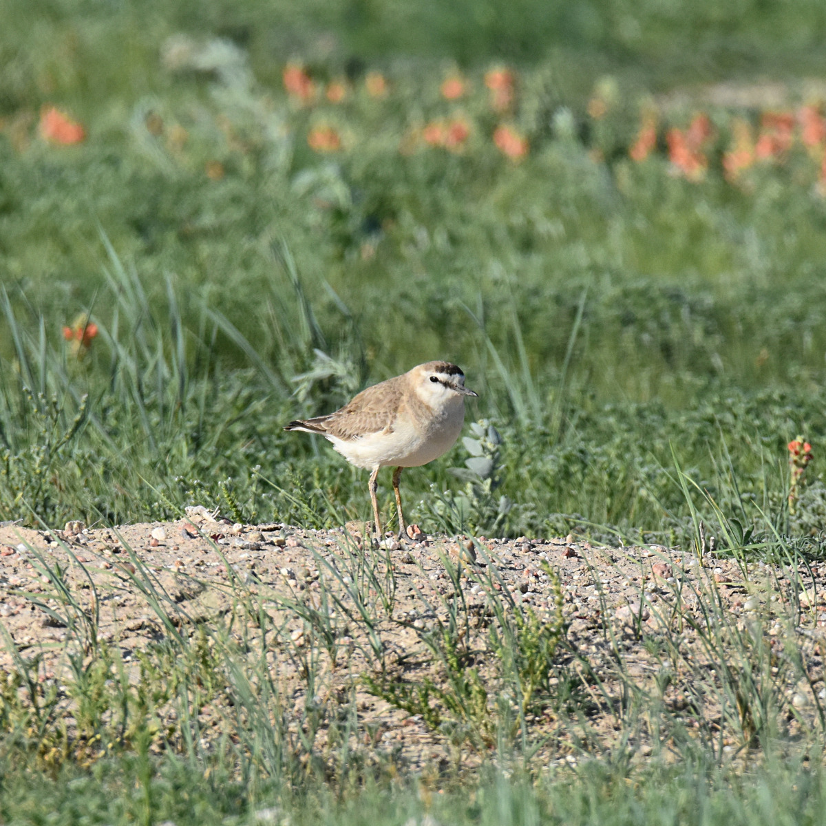 Birds of Arkansas - 428 species