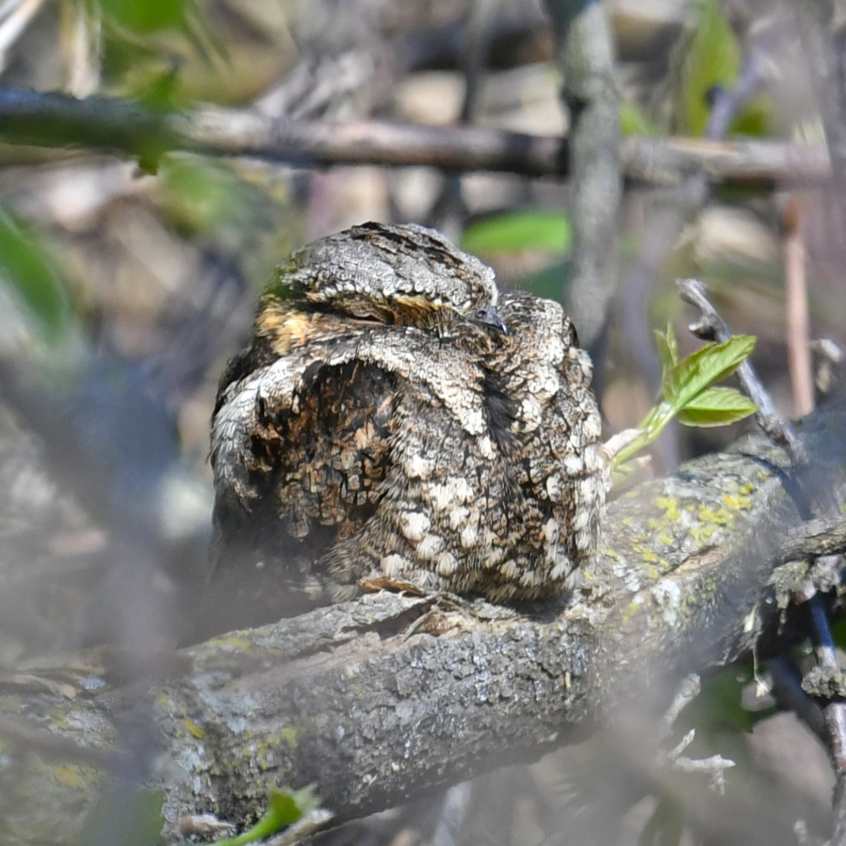 Birds of Arkansas - 428 species
