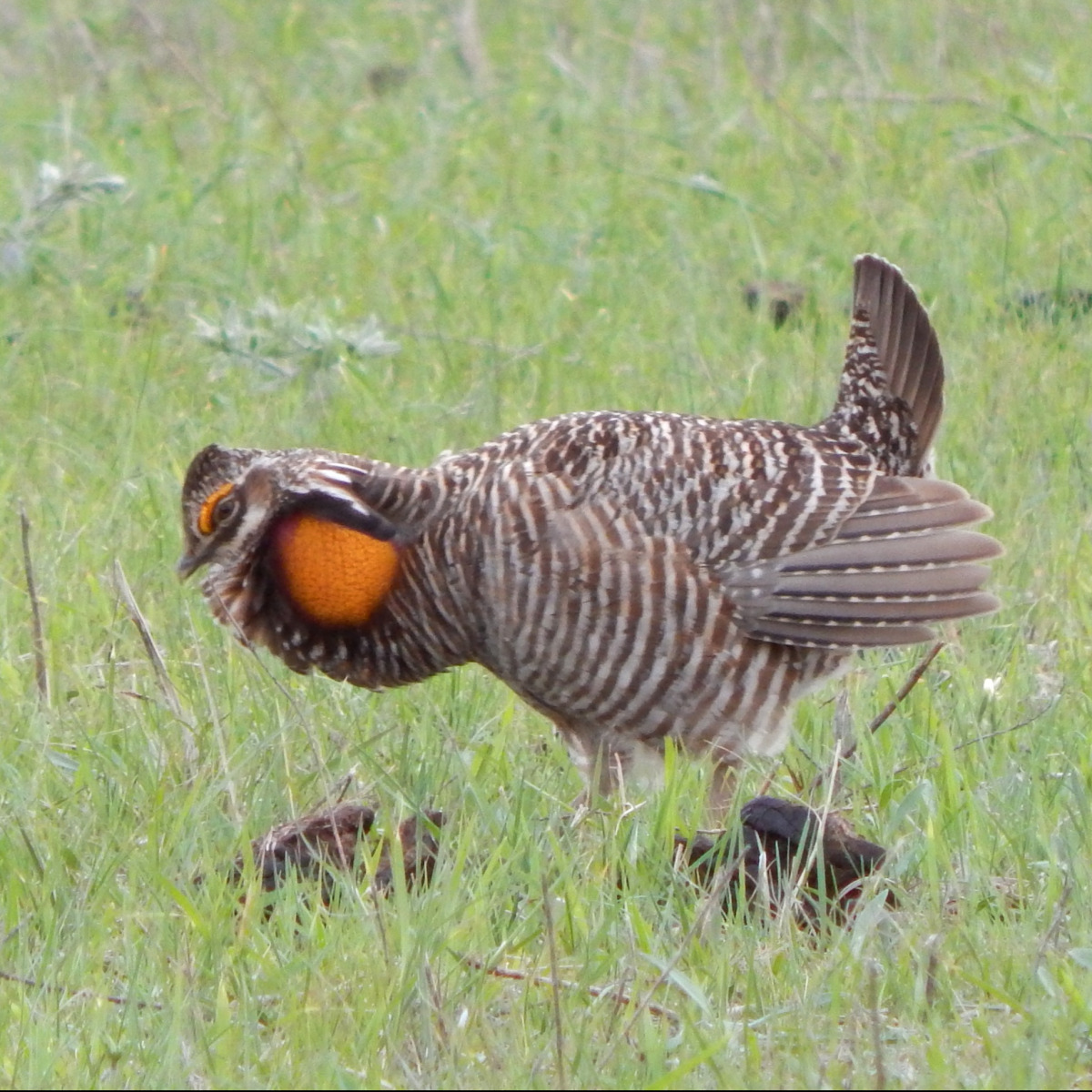 Birds of Arkansas - 426 species