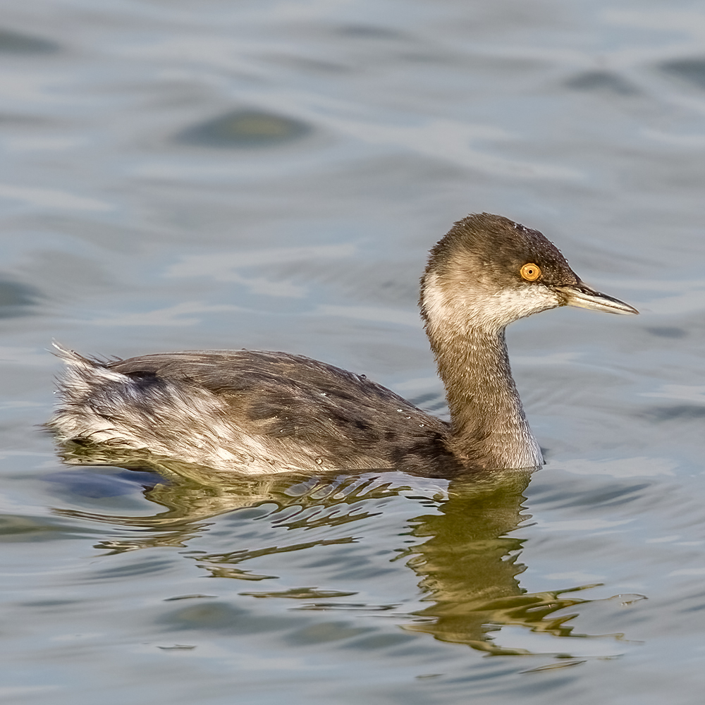 Birds of Arkansas - 426 species