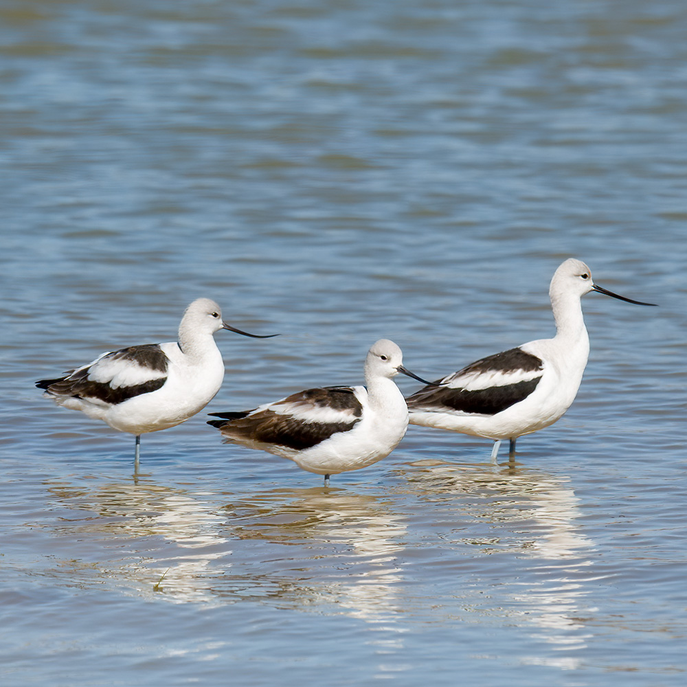 Birds of Arkansas - 428 species