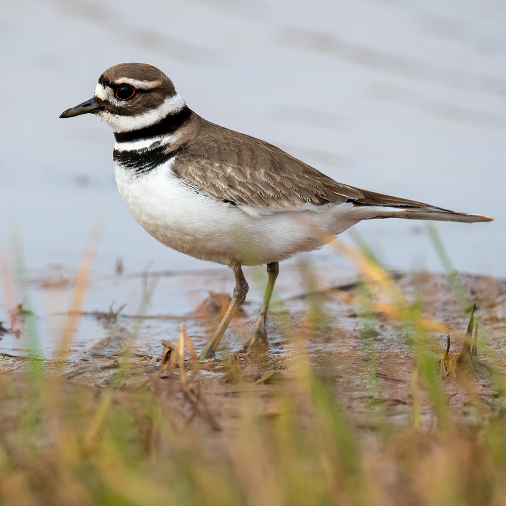 Birds of Arkansas - 428 species