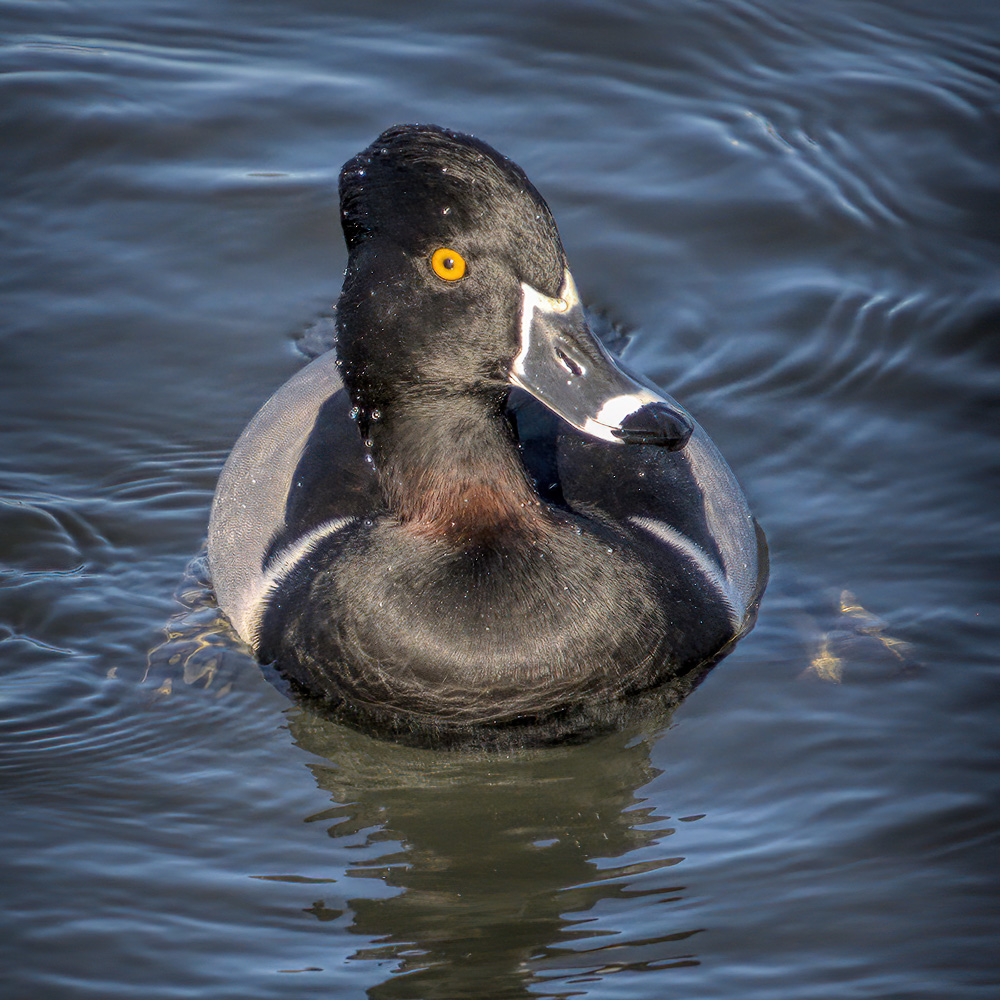 Birds of Arkansas - 428 species
