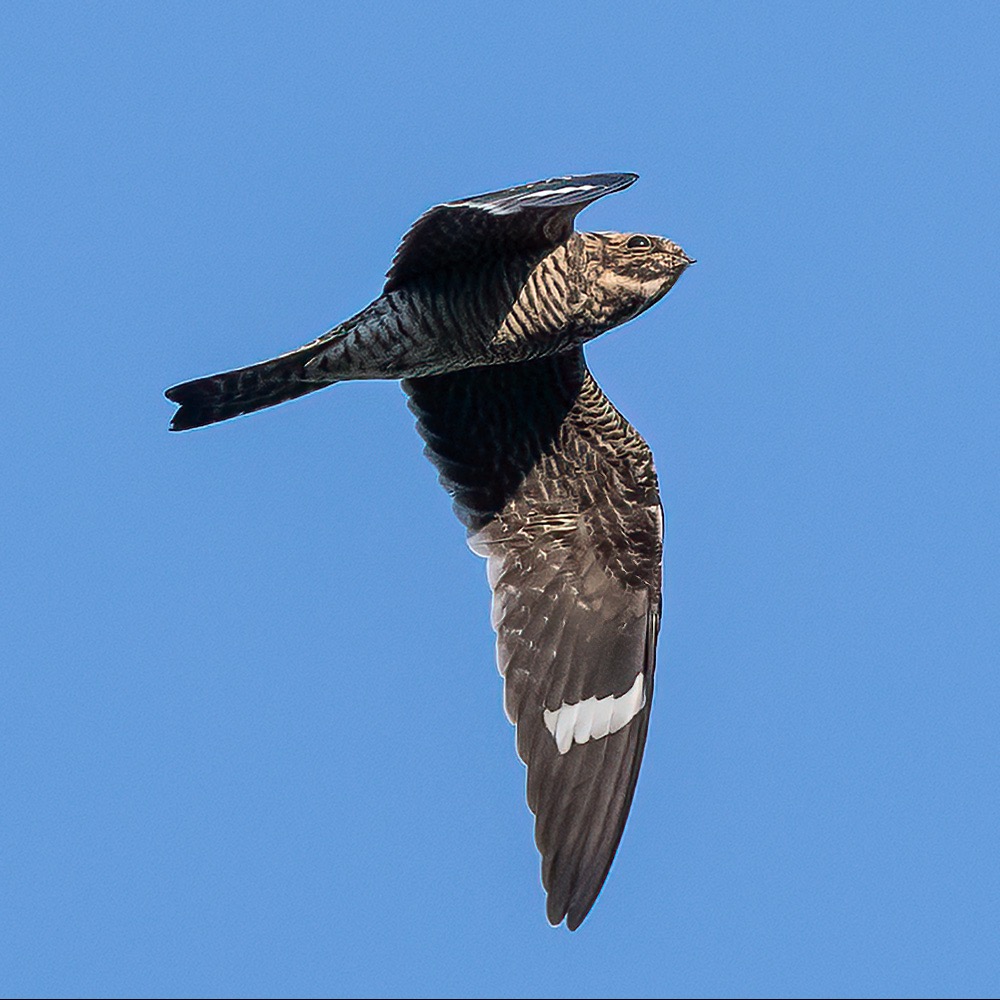 Birds of Arkansas - 428 species