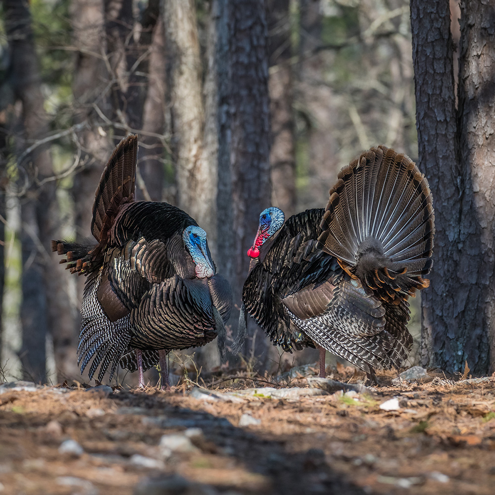 Birds of Arkansas - 428 species