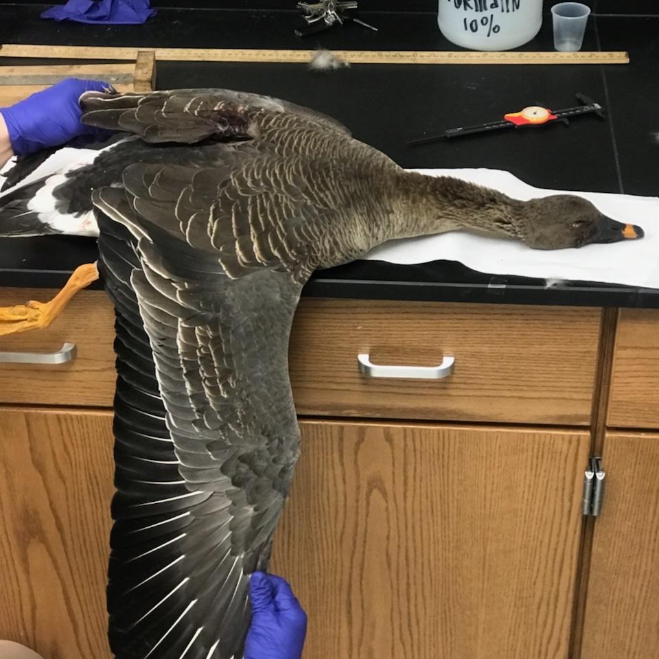 Birds of Arkansas - 428 species