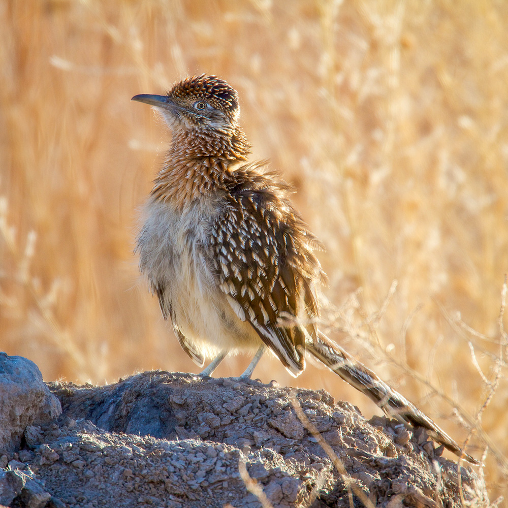 Birds of Arkansas - 428 species