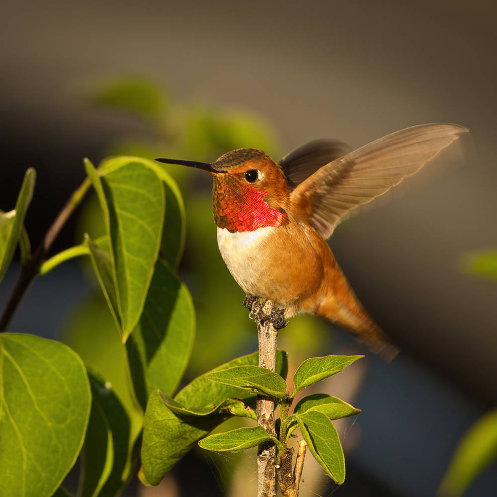 Birds of Arkansas - 428 species