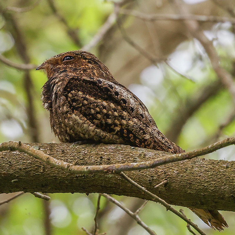 Birds of Arkansas - 428 species