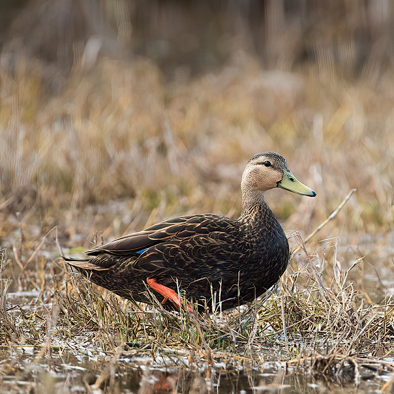 Birds of Arkansas - 428 species