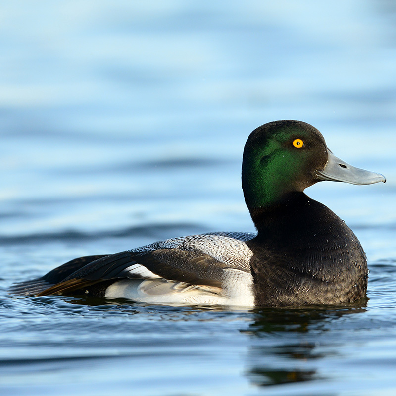 Birds of Arkansas - 428 species
