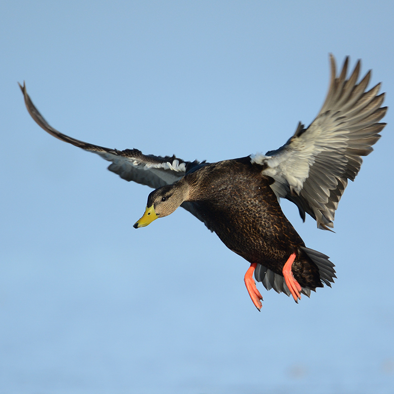Birds of Arkansas - 428 species