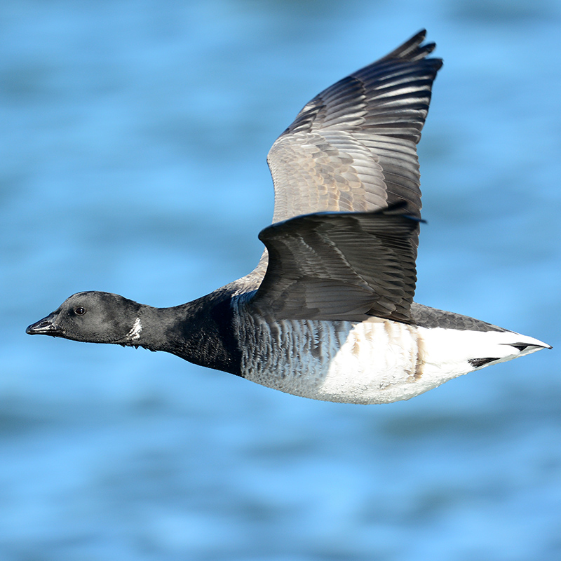 Birds of Arkansas - 428 species