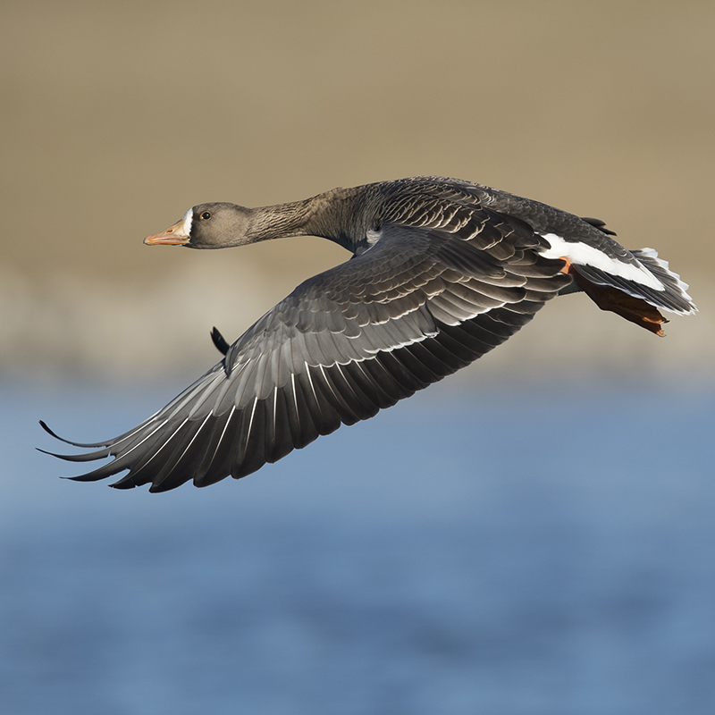 Birds of Arkansas - 428 species