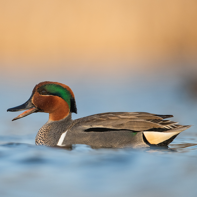 Birds of Arkansas - 428 species
