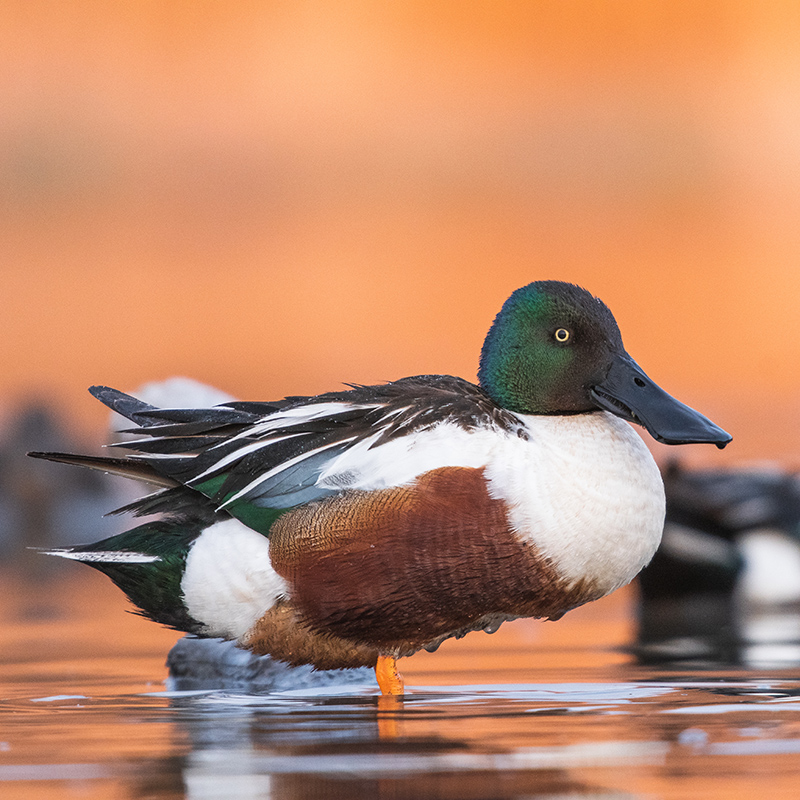 Birds of Arkansas - 428 species