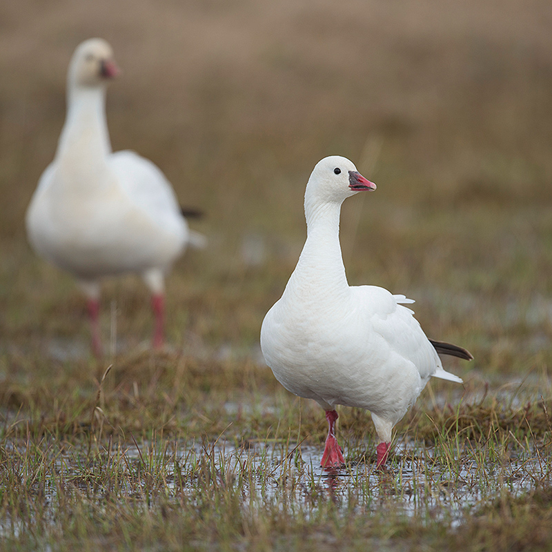 Birds of Arkansas - 428 species