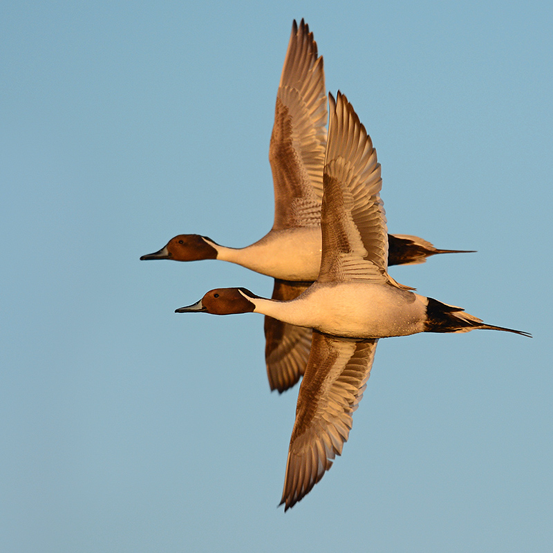 Birds of Arkansas - 428 species