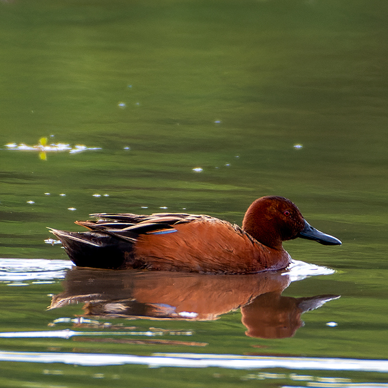 Birds of Arkansas - 428 species