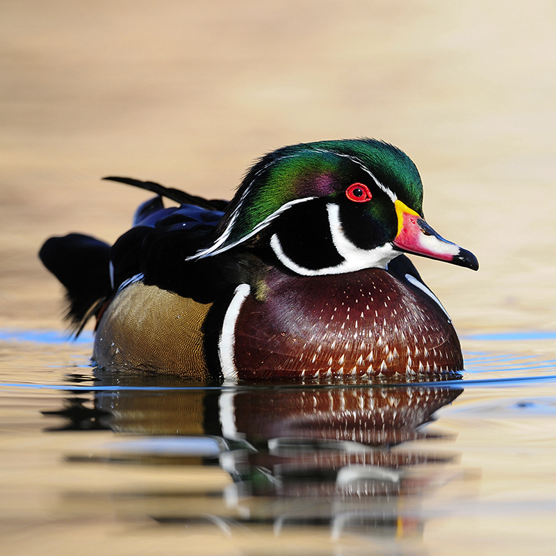 Birds of Arkansas - 428 species