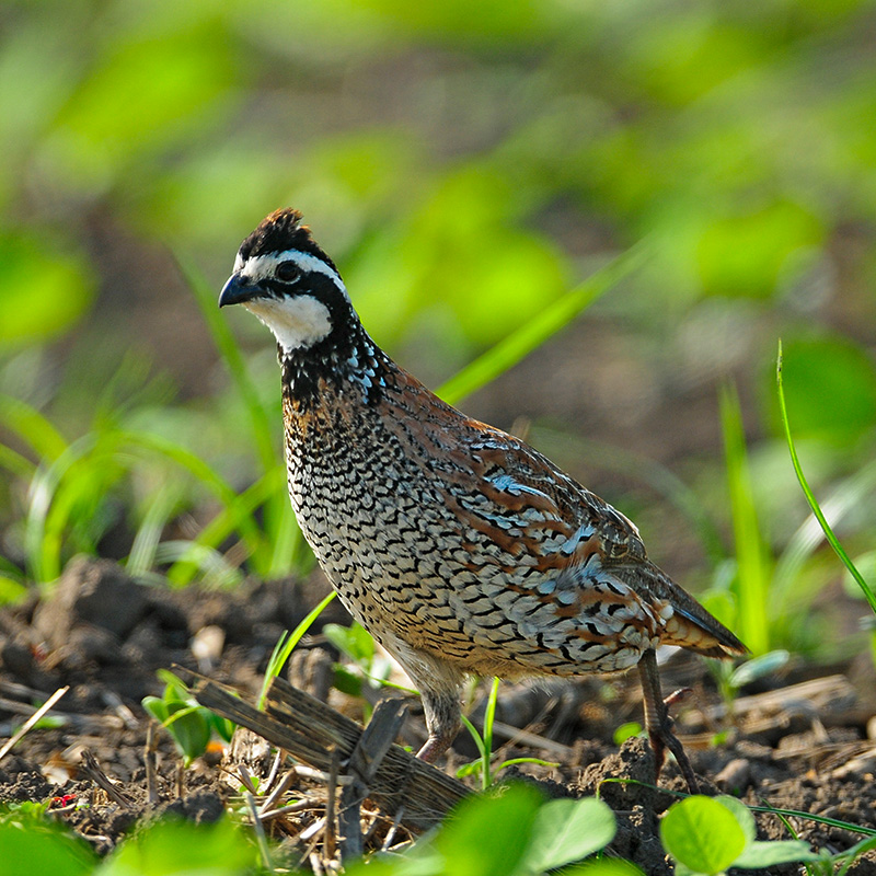 Birds of Arkansas - 428 species