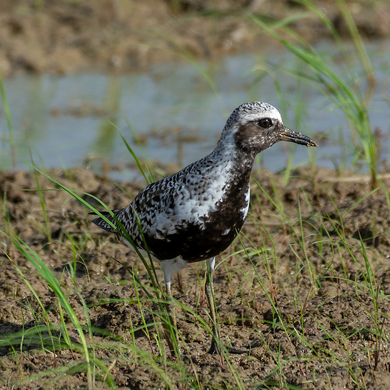 Birds of Arkansas - 428 species