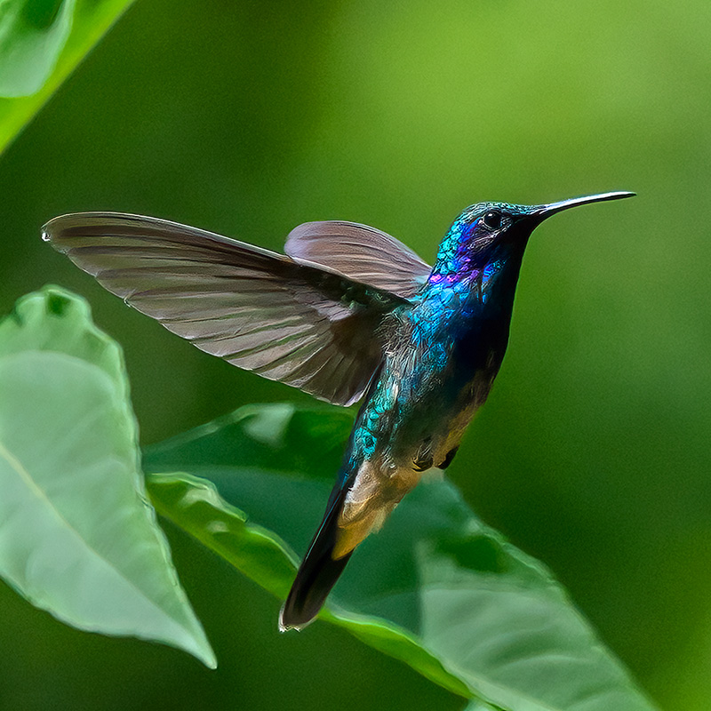 Birds of Arkansas - 428 species