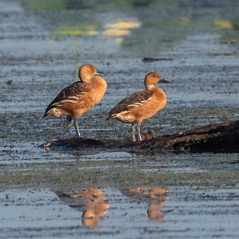 Birds of Arkansas - 428 species