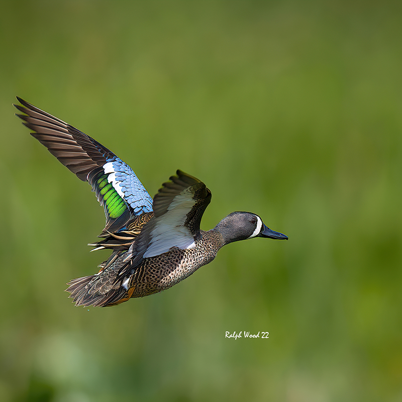 Birds of Arkansas - 428 species