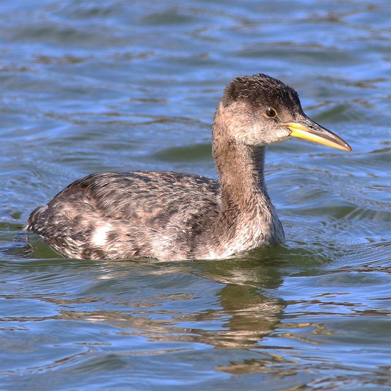 Birds of Arkansas - 428 species