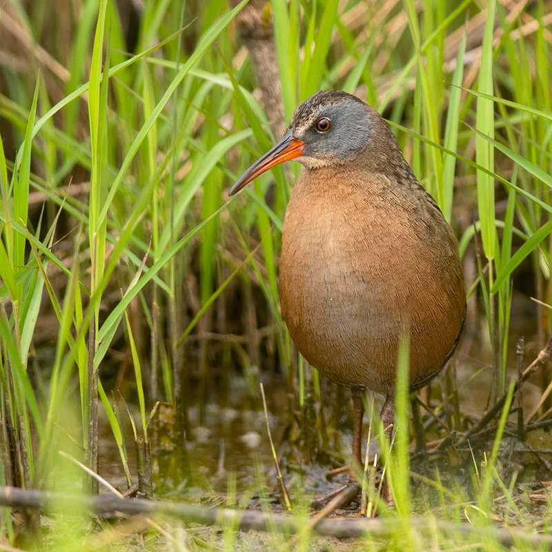Birds of Arkansas - 428 species