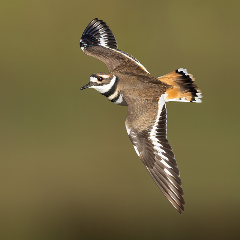 Birds of Arkansas - 426 species