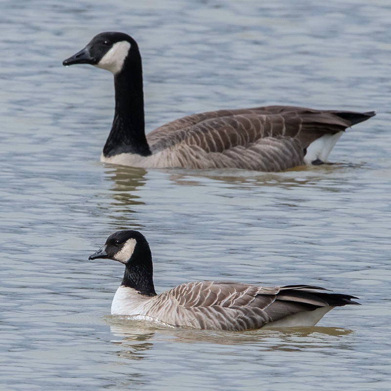 Birds of Arkansas - 426 species