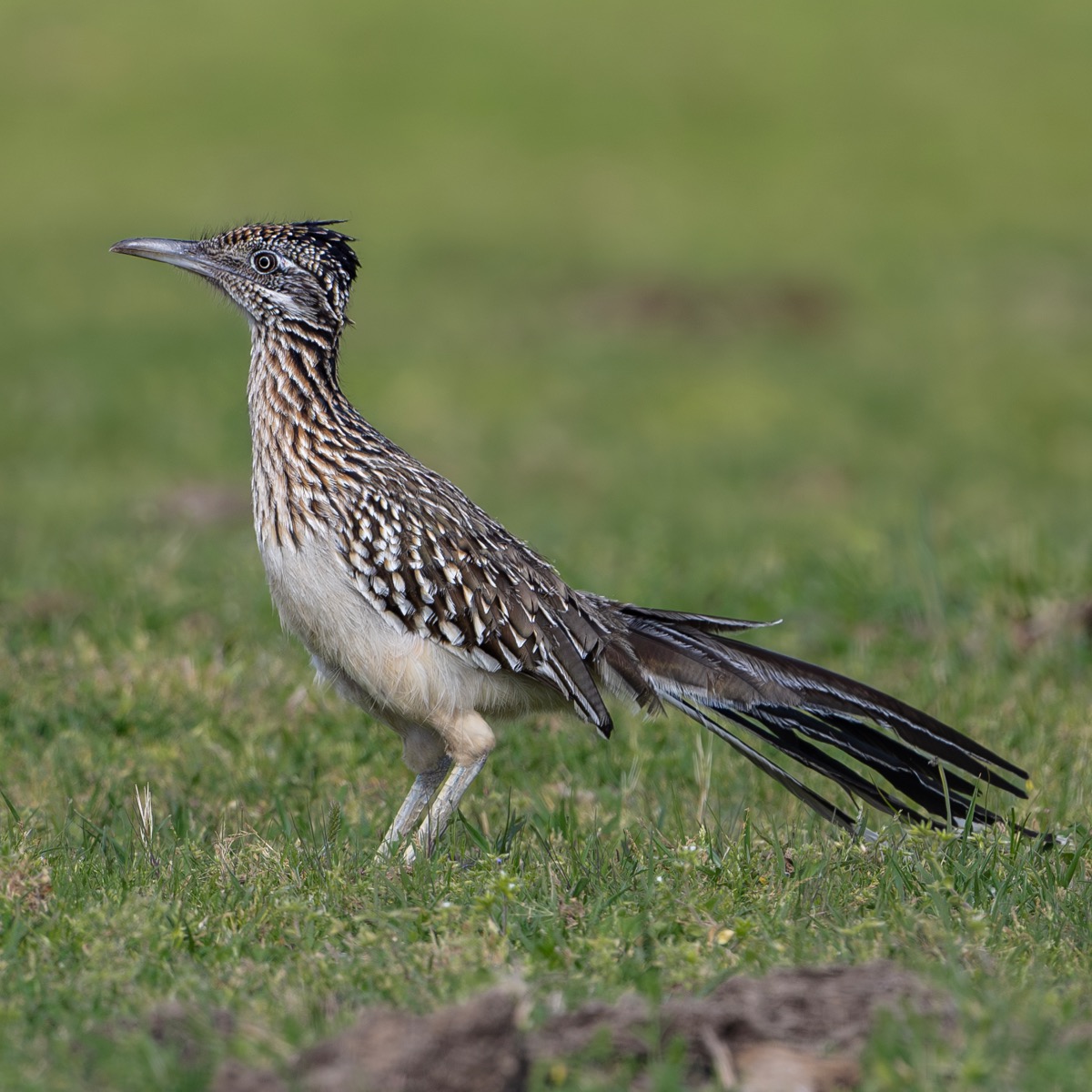 Birds of Arkansas - 426 species